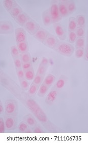 Cell Division Cell Cycle Under Microscope Stock Photo 711106735 ...