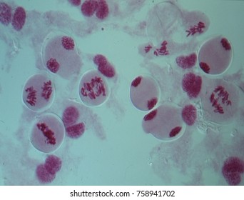 Cell Division Stages Under Microscope: стоковая фотография ...