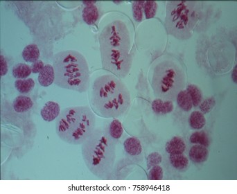 Cell Division Stages Under Microscope Foto Stok 758941711 | Shutterstock