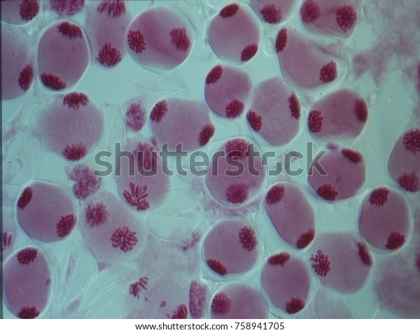 Cell Division Stages Under Microscope Stock Photo 758941705 | Shutterstock