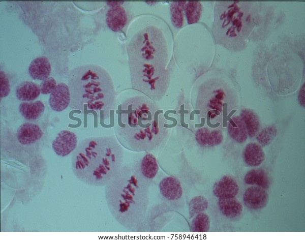 Cell Division Stages Under MicroscopeẢnh có sẵn758946418 | Shutterstock