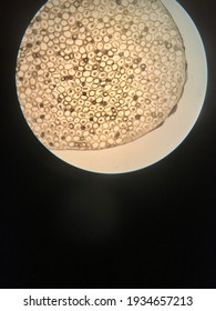 Cell Division Under Microscope Stock Photo 1934657213 | Shutterstock