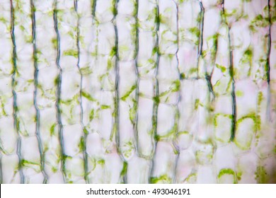 Cell Structure Hydrilla View Leaf Surface Stock Photo 493046191 ...