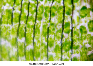 Cell Structure Hydrilla View Leaf Surface库存照片713893216 | Shutterstock
