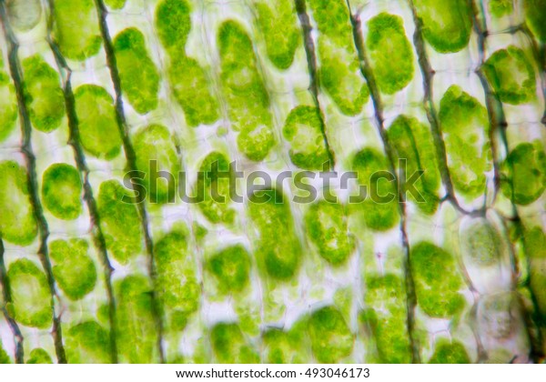 Cell Structure Hydrilla View Leaf Surface Foto de stock 493046173 ...