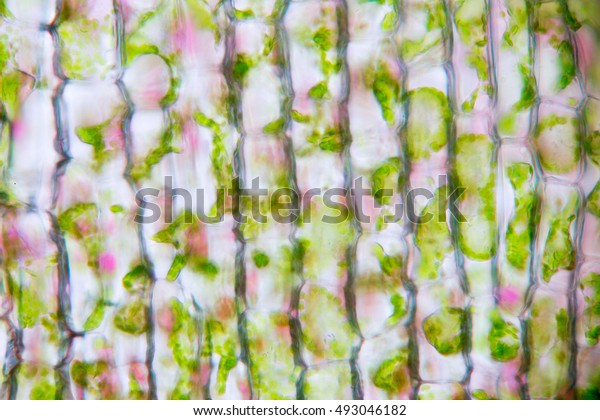 Cell Structure Hydrilla View Leaf Surface Stock Photo 493046182 ...