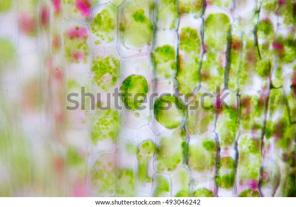 Cell Structure Hydrilla View Leaf Surface Stock Photo 493046242 ...