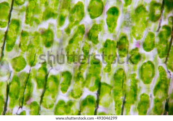 Cell Structure Hydrilla View Leaf Surface Stock Photo (Edit Now) 493046299