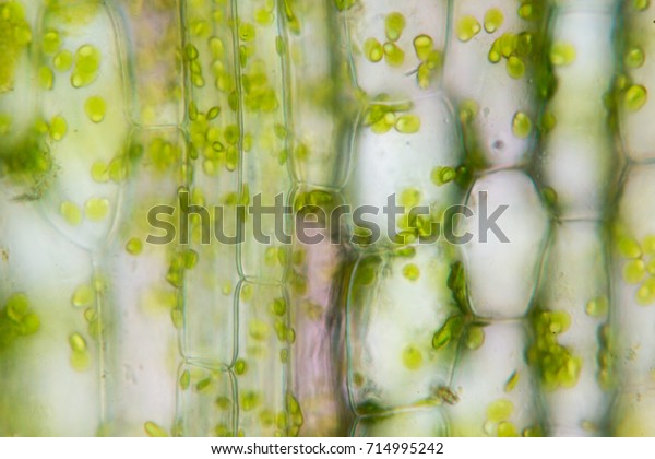 Cell Structure Hydrilla View Leaf Surface Stock Photo 714995242 ...