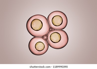 Cells Division Process Cell Divides Into Stock Photo 1189990390 ...