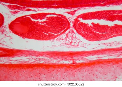 Cells Trachea Tissue Under Microscope Stock Photo 302105522 | Shutterstock