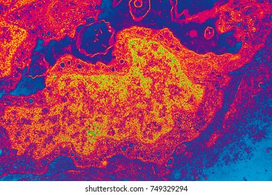 Cells Under Electron Microscope Stock Photo (Edit Now) 749329294