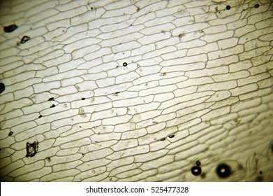 Cells Under Microscope Stock Photo 525477328 | Shutterstock