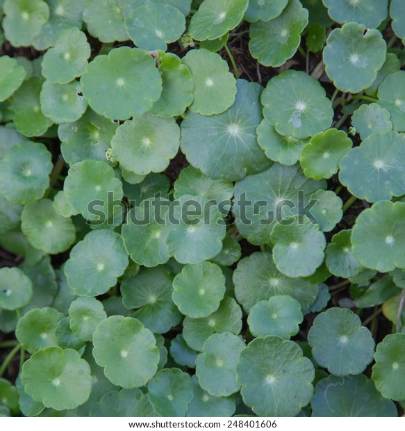 Centella Background Stock Photo 248401606 | Shutterstock