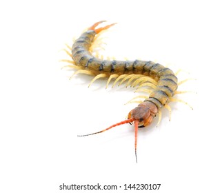 5,303 Centipede isolated Stock Photos, Images & Photography | Shutterstock