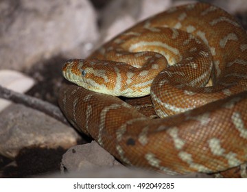 64 Morelia bredli Images, Stock Photos & Vectors | Shutterstock