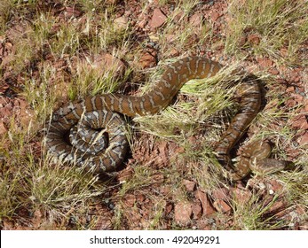 64 Morelia bredli Images, Stock Photos & Vectors | Shutterstock