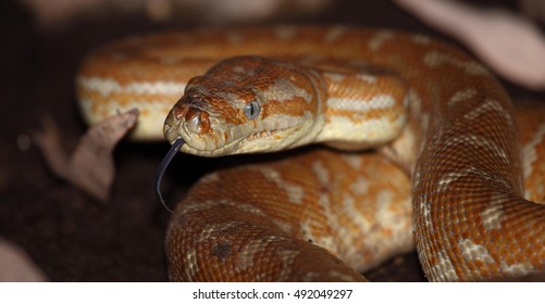 64 Morelia bredli Images, Stock Photos & Vectors | Shutterstock