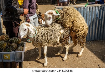 1,395 Sheep Mating Images, Stock Photos & Vectors | Shutterstock