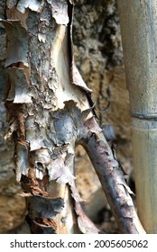 622 Seven Bark Images, Stock Photos & Vectors | Shutterstock