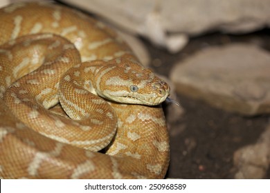 64 Morelia bredli Images, Stock Photos & Vectors | Shutterstock