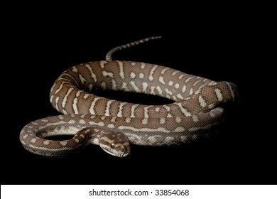 64 Morelia bredli Images, Stock Photos & Vectors | Shutterstock