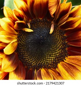 6,395 Sunflower centre Images, Stock Photos & Vectors | Shutterstock
