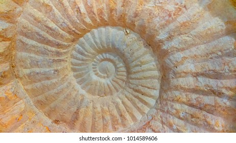 Detail Fossilized Ammonite Shot High Atlas Stock Photo (Edit Now) 2869565