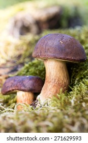 Ceps Stock Photo 271629593 | Shutterstock