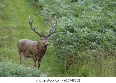 334 imágenes de Cerf animal - Imágenes, fotos y vectores de stock ...