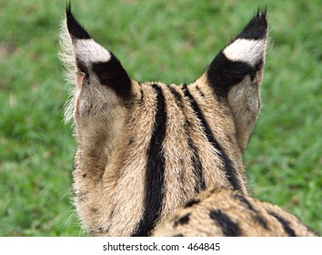 Cerval : 25 images, photos et images vectorielles de stock | Shutterstock