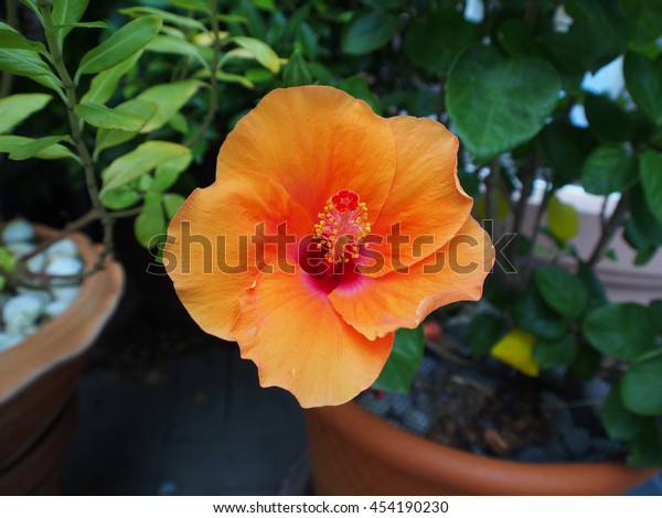 Chaba Stock Photo 454190230 | Shutterstock
