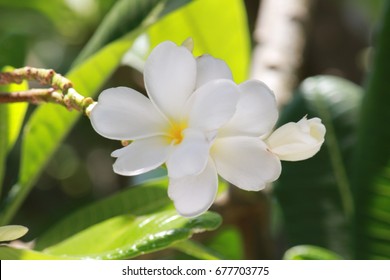 Chafa Stock Photo 677703775 | Shutterstock