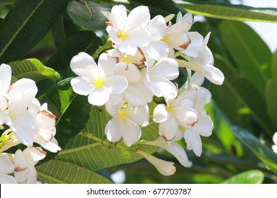 169 imágenes de Chafa - Imágenes, fotos y vectores de stock | Shutterstock