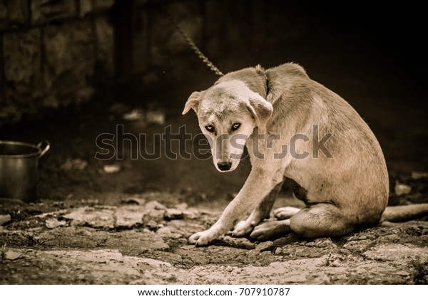Chained Dog Stock Photo (Edit Now) 707910787