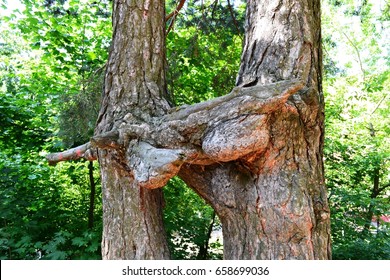 143 imágenes de Conjoined trees - Imágenes, fotos y vectores de stock ...