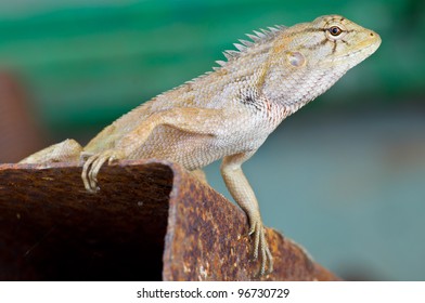 Chameleon Lizard Stock Photo 96730729 | Shutterstock