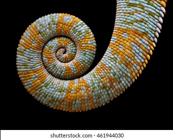 Close Veiled Chameleon Tail Stock Photo 1758860879 | Shutterstock