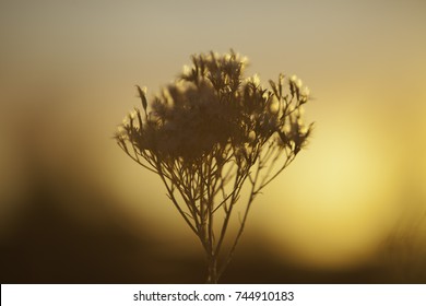 Chamisa Flower Sunset Stock Photo 744910183 | Shutterstock
