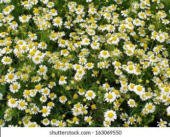 Chamomile Background Stock Photo 163069550 | Shutterstock