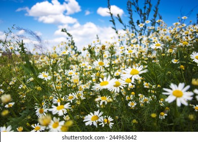 Chamomile Background Stock Photo 244963642 | Shutterstock