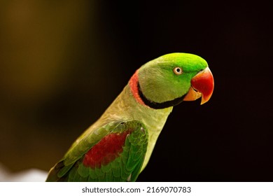 2,440 Parrot legs Images, Stock Photos & Vectors | Shutterstock