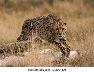 71 Cheeta running Images, Stock Photos & Vectors | Shutterstock