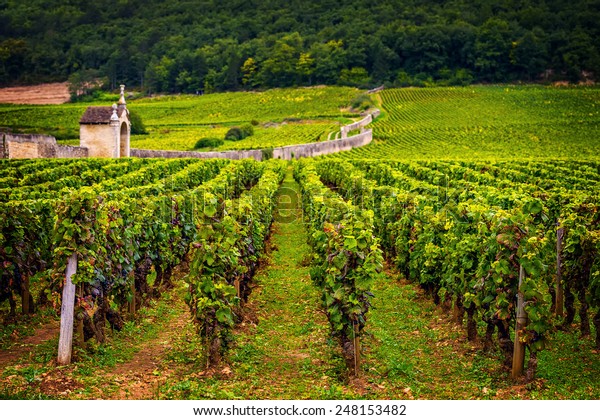 Chateau Vineyards Burgundy France Stock Photo (Edit Now) 248153482 Chateau Vineyards Burgundy France Stock Photo (Edit Now) 248153482