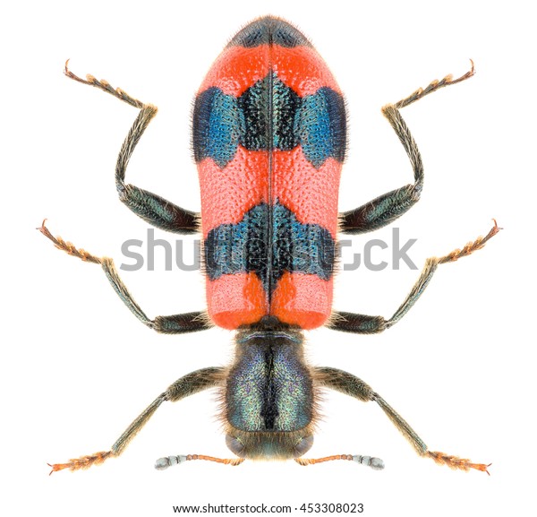 Checkered Beetle Cleridae Trichodes Apiarius Isolated Stock Photo (Edit ...
