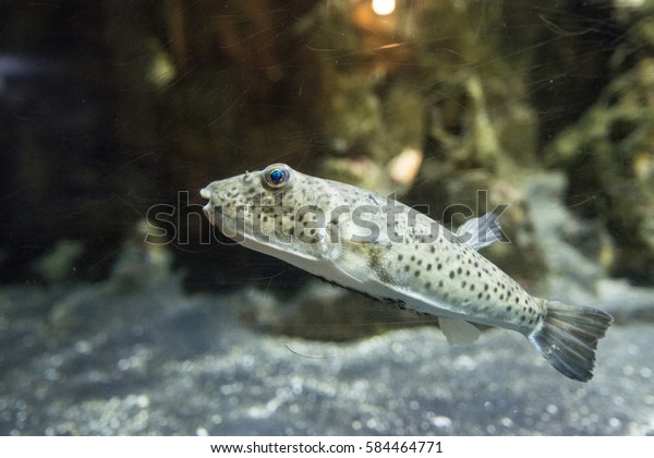 Checkered Puffer Stock Photo 584464771 | Shutterstock