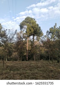 Cheed Tree Clouds Background View India Stock Photo 1625551735 ...