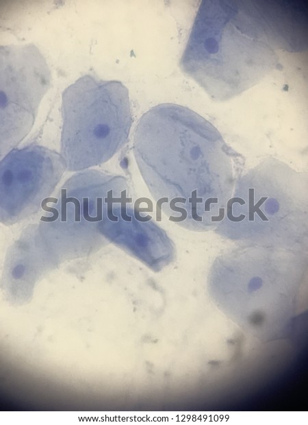 Cheek Cells Under Microscope Foto de stock 1298491099 | Shutterstock