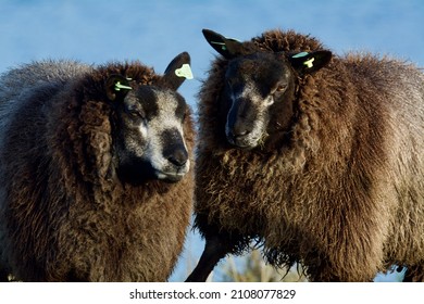 Cheeps Looking Camera Stock Photo 2108077829 | Shutterstock