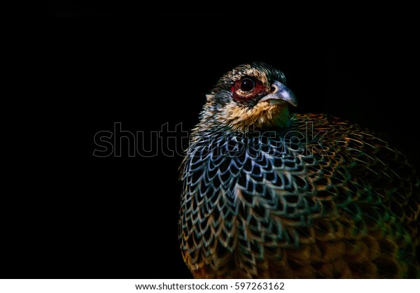 Cheer Pheasant Stock Photo 597263162 | Shutterstock